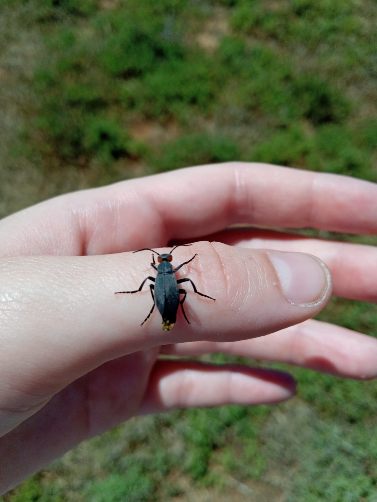Burning Blister Beetles from Sunday's River Valley Local Municipality ...
