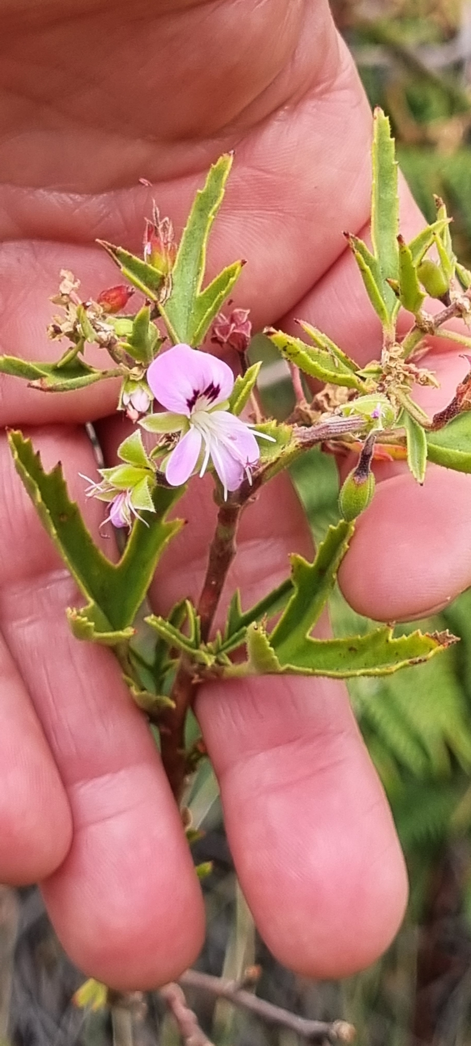 Pelargonium scabrum (L.) L'Hér.