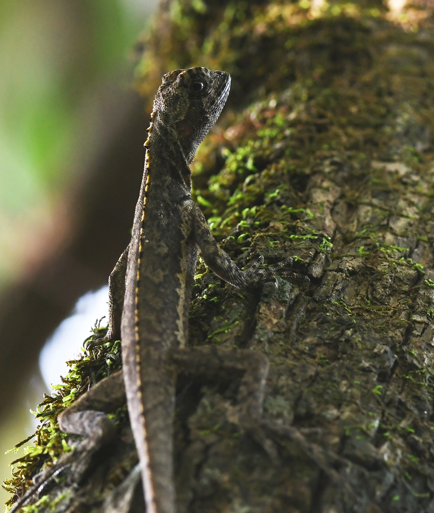 Diving Lizard from El Paujíl, Inírida, Guainia, Colombia on February 04 ...