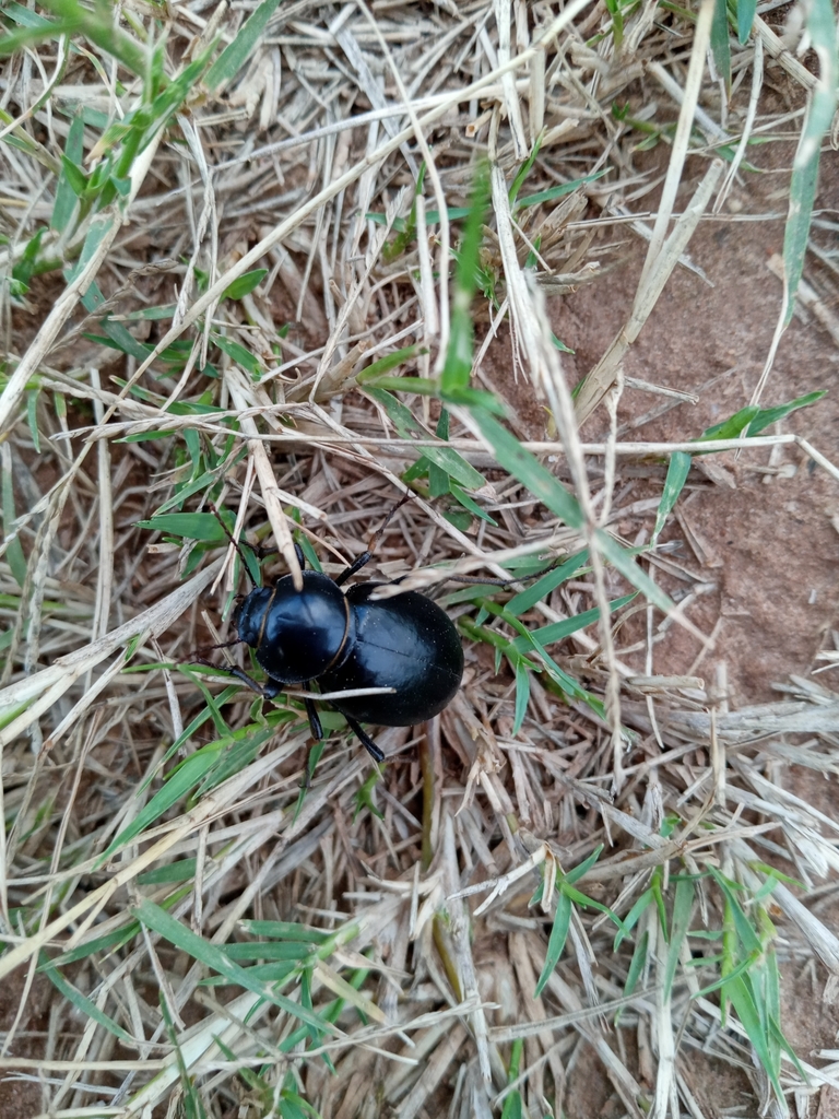 Toktok Beetles from Sunday's River Valley Local Municipality, South ...