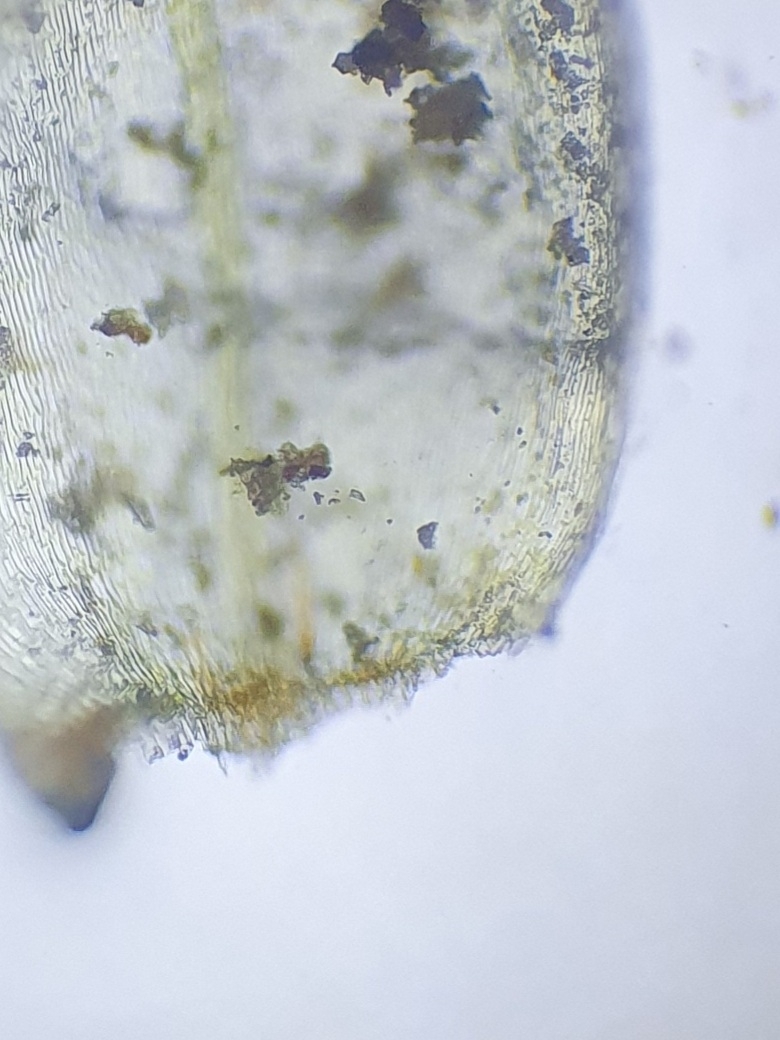 Scorpidium (Schimp.) Limpr.
