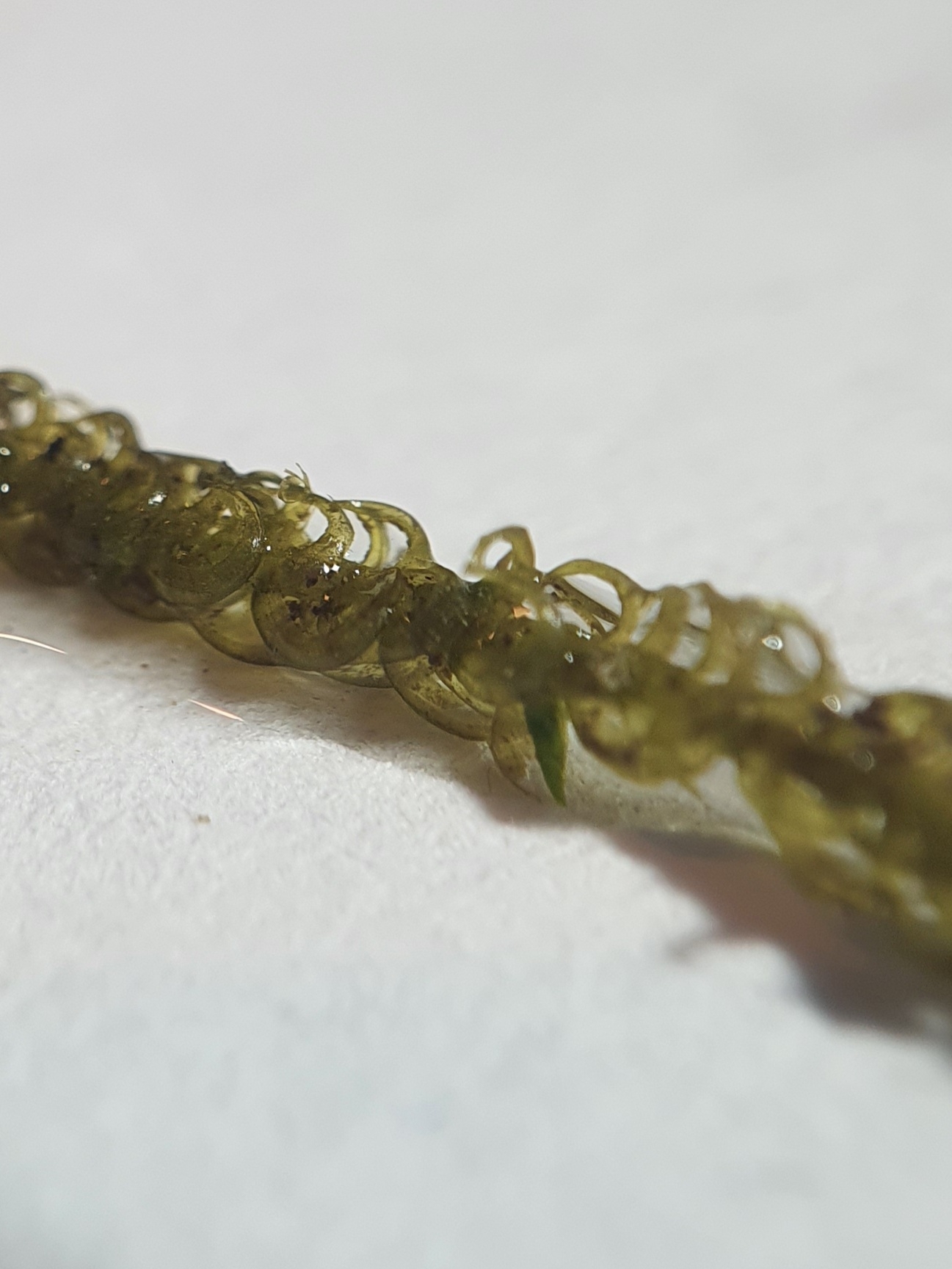 Scorpidium (Schimp.) Limpr.