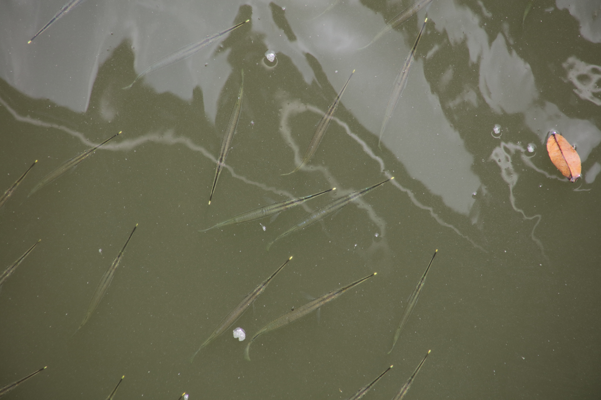 Zenarchopterus buffonis (Valenciennes, 1847)