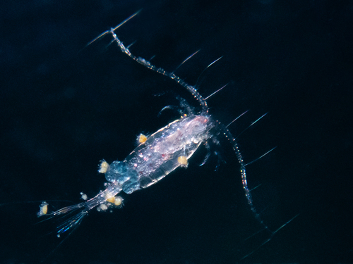 ユウキータ属 (Euchaeta)