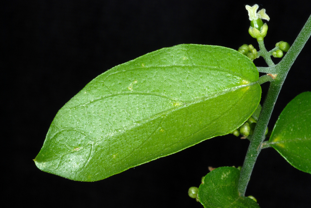 spiny hackberry from Kleberg County, TX, USA on March 21, 2016 at 01:43 ...