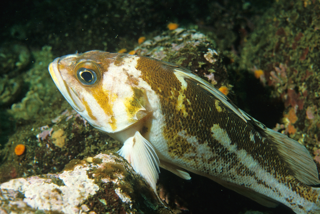 Copper rockfish (RCA monitoring annotation species ID guide) · iNaturalist