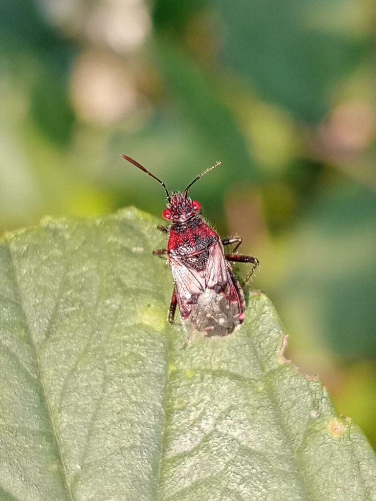 Liorhyssus rubicundus from Jaguli Grasslands, Nadia district, West ...