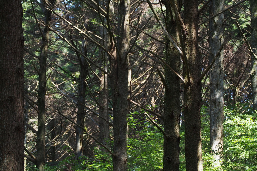 southern Japanese hemlock (Tsuga sieboldii) - Botanical Realm