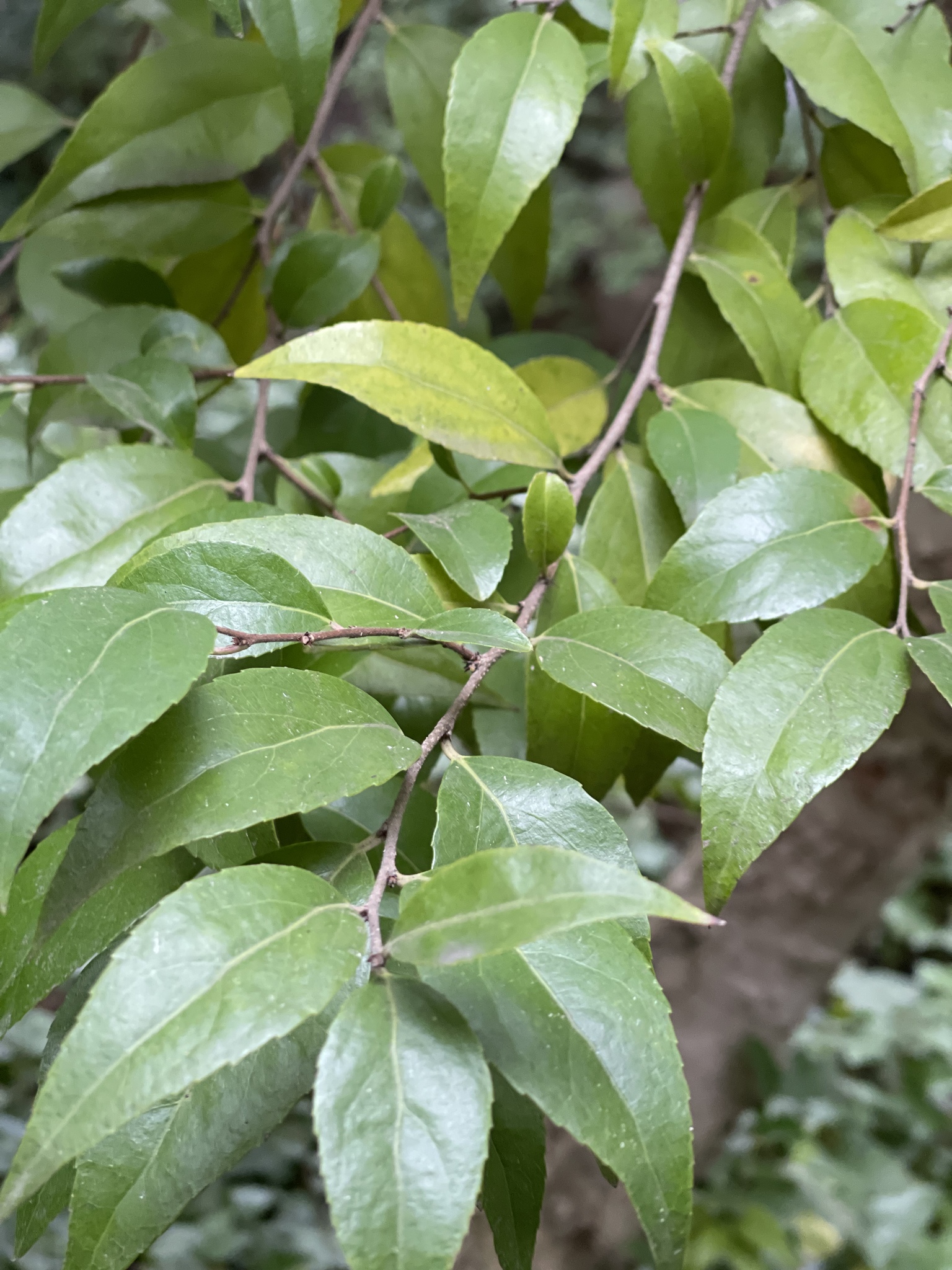 Xylosma congestum (Lour.) Merr.