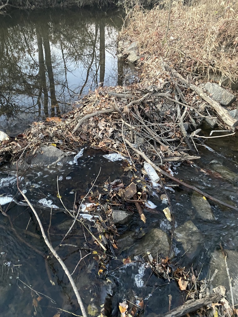 American Beaver from Executive Ave, Falls Church, VA, US on December 19 ...