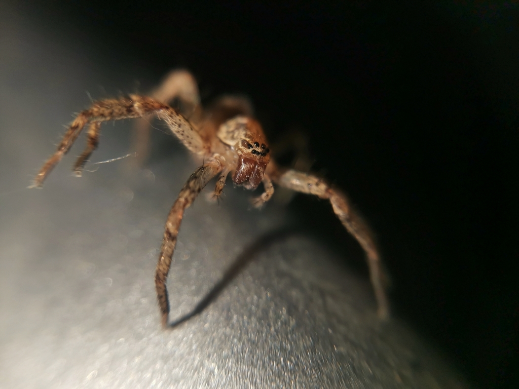 Ghost Spiders from Valdivia, Los Ríos, Chile on February 05, 2022 at 11 ...