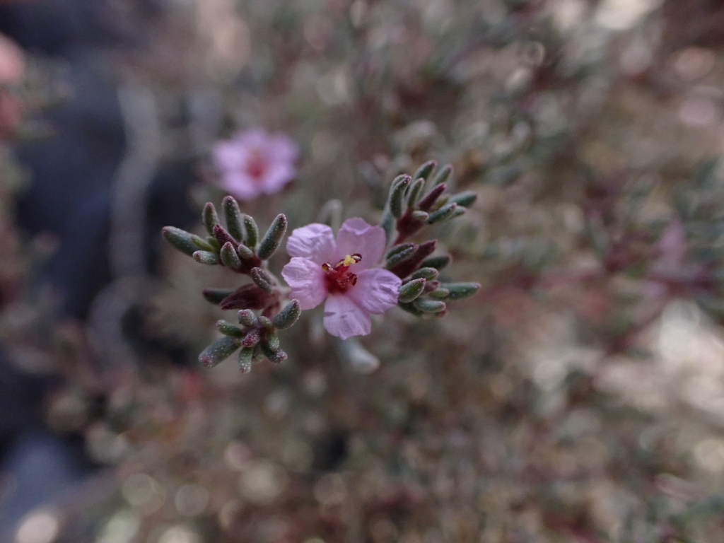 Sea Heaths from Santa Cruz de Tenerife, España on February 05, 2022 at ...