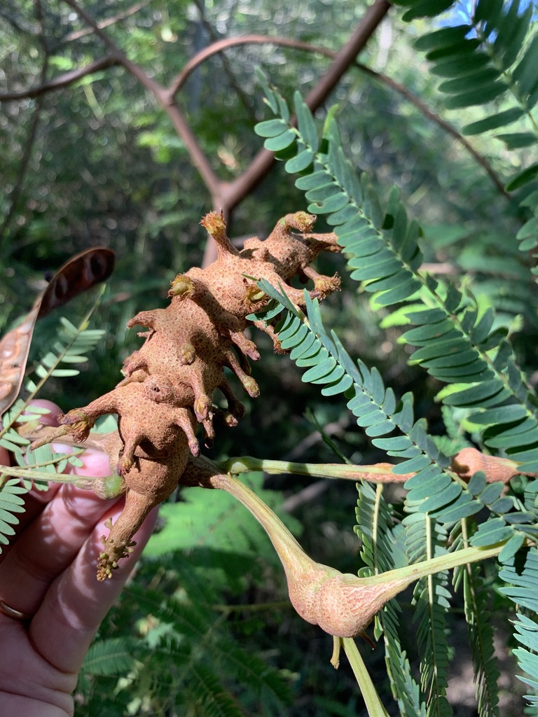 Stinkbean Gall Rust from Tarentaal, Stellenbosch, WC, ZA on February 07 ...