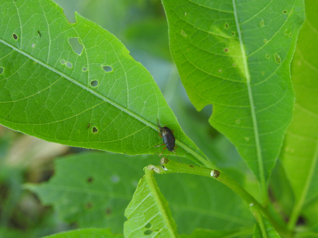 Colaspis from Santa Fe, Argentina on February 07, 2022 at 11:21 AM by ...