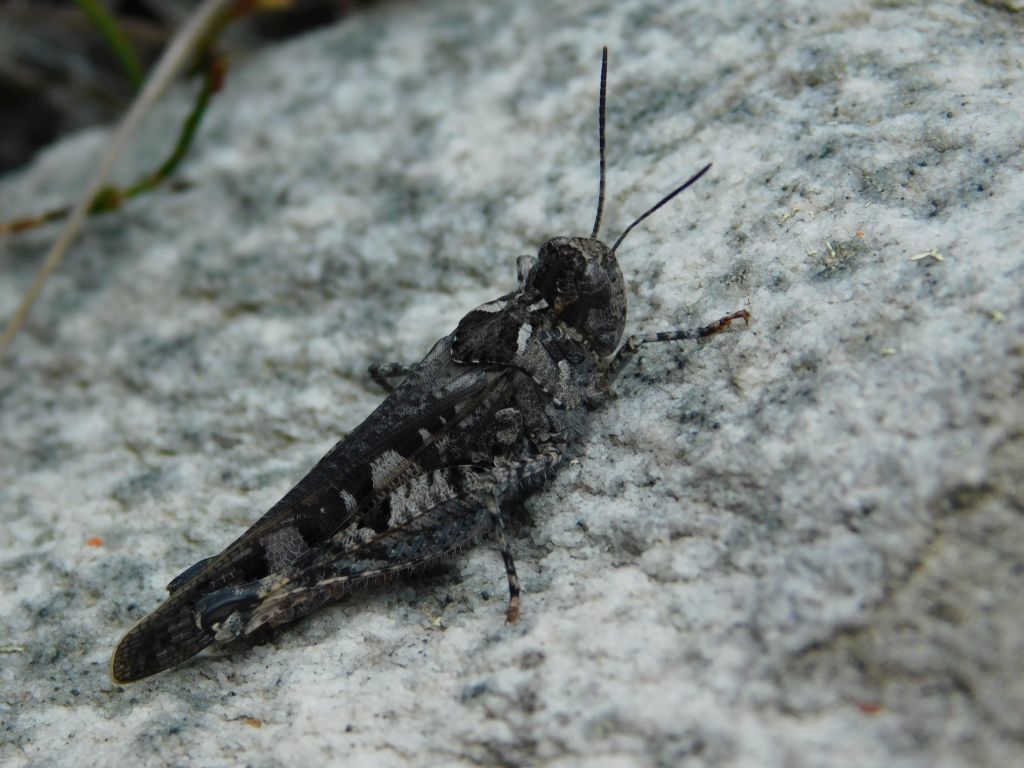 Short-horned Grasshoppers from Greyton Nature Reserve, South Africa on ...