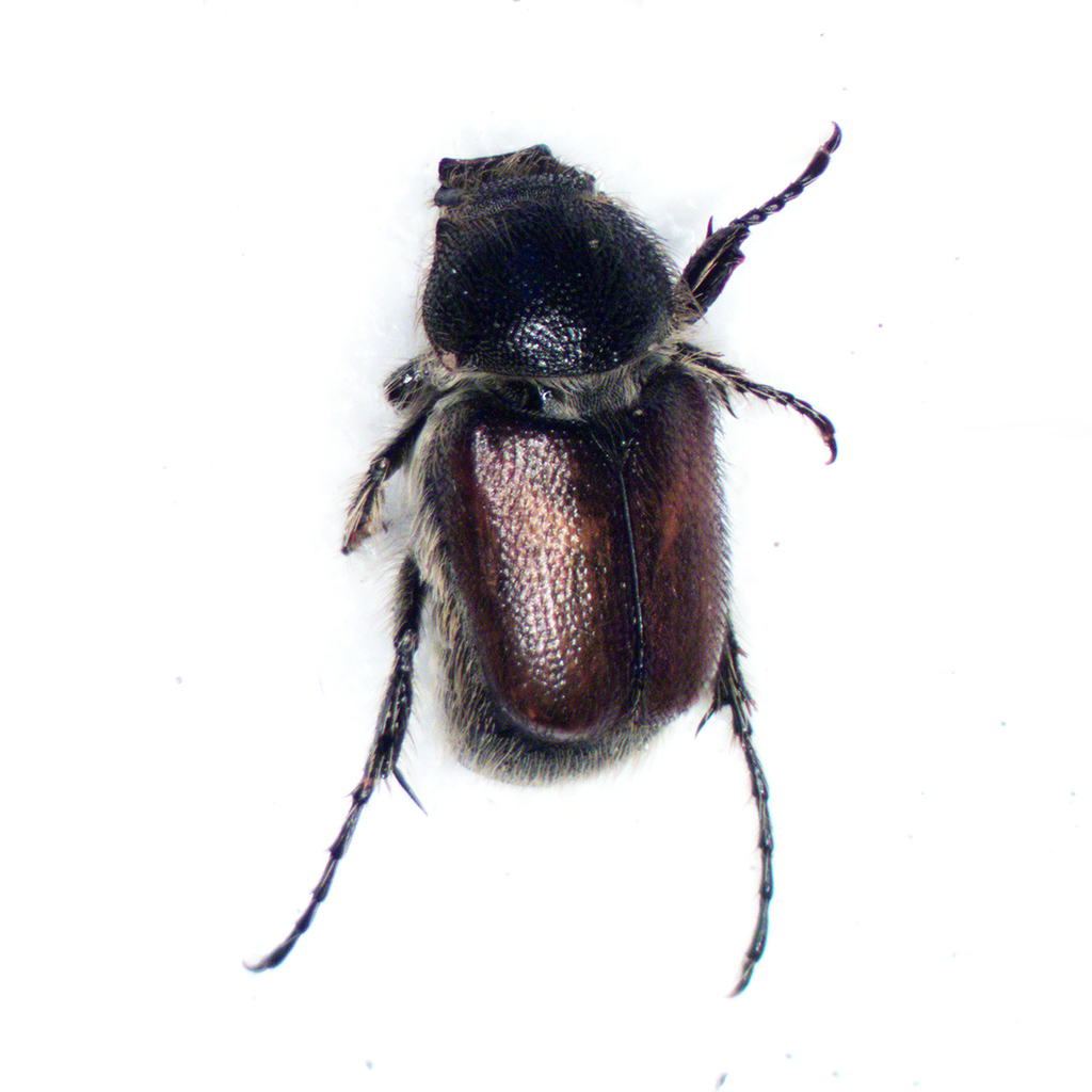 Scarabs from Gordon VIC 3345, Australia on January 09, 2022 at 08:11 PM ...