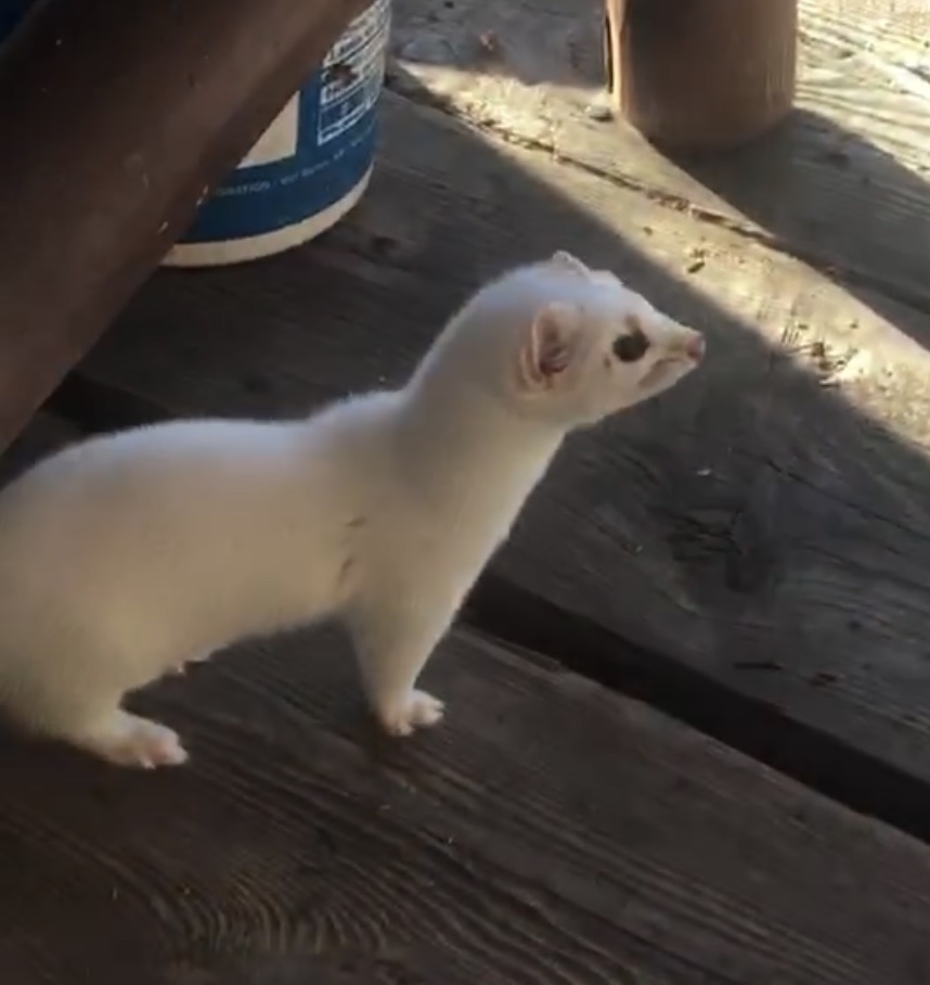 American Stoat from Smyrna, NY, US on February 07, 2022 at 04:40 PM by ...