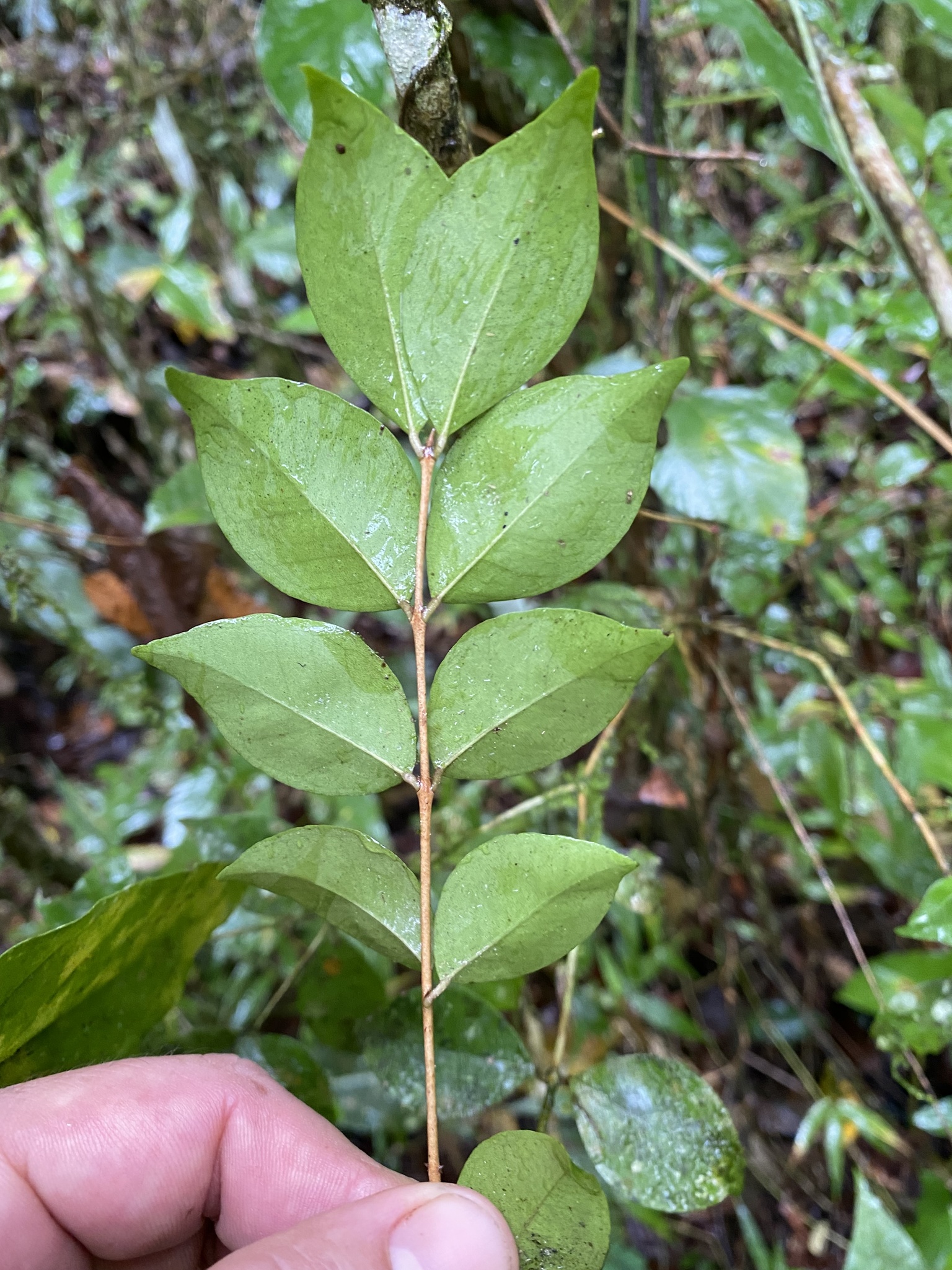 Eugenia biflora (L.) DC.