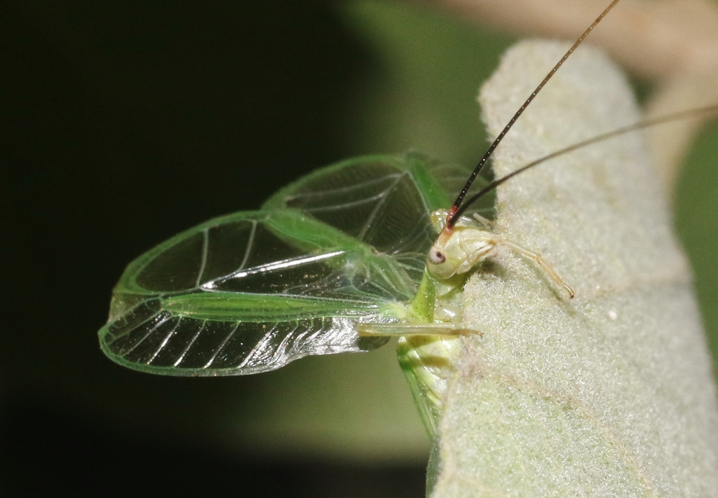 Common Tree Crickets from Hidalgo, Texas, United States on November 02 ...