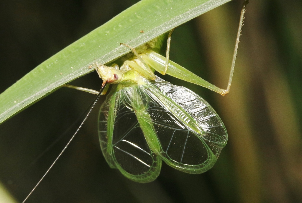 Common Tree Crickets from Hidalgo, Texas, United States on November 02 ...