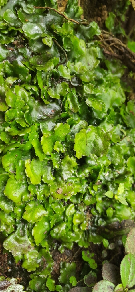 Monoclea gottschei from Zacatlán, MX-PU, MX on February 7, 2022 at 02: ...