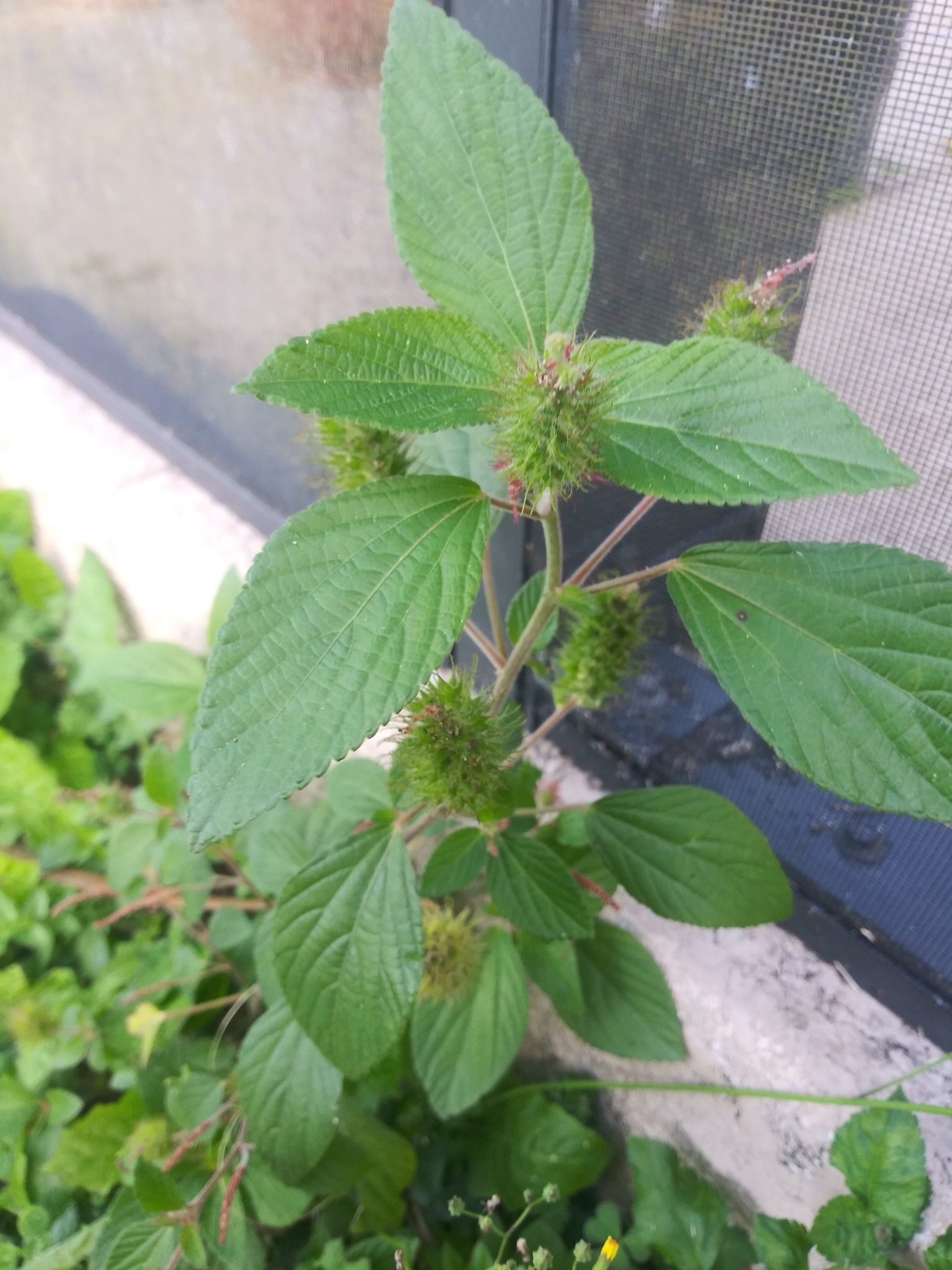 Acalypha arvensis Poepp.