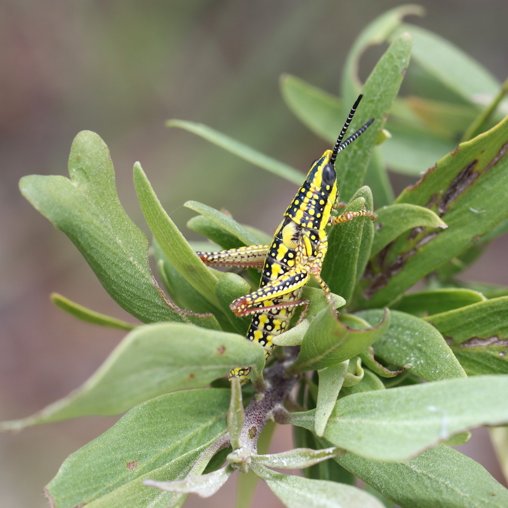 Queensland Spotted Pyrgomorph from Reid River QLD 4816, Australia on ...