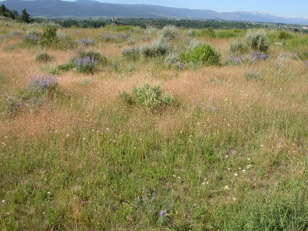 Ventenata (Black Hills Invasive Plant Guide) · iNaturalist