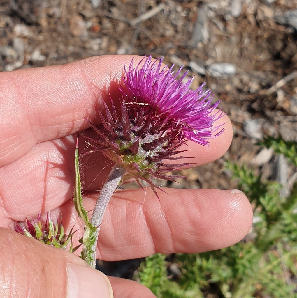musk thistle from Tekapo, New Zealand on January 16, 2022 at 11:13 AM ...