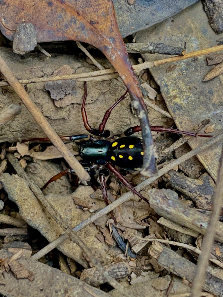 Nine-dotted Ground Spider from Agnes Banks Nature Reserve, Agnes Banks ...