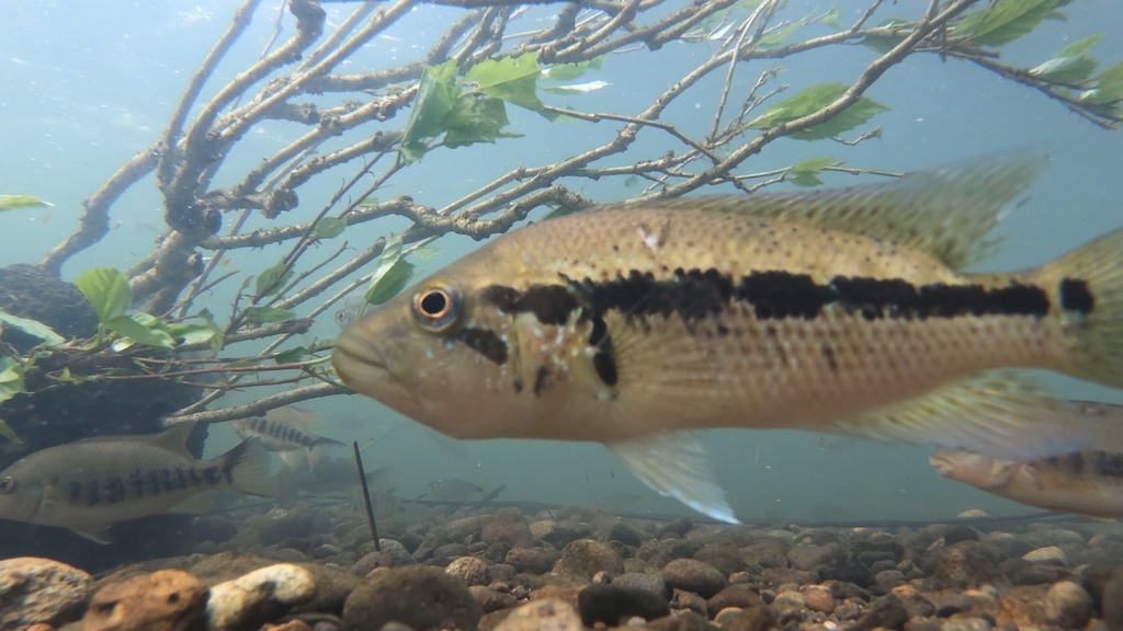 Guapote from Alajuela Province, San Ramón, Costa Rica on February 07 ...