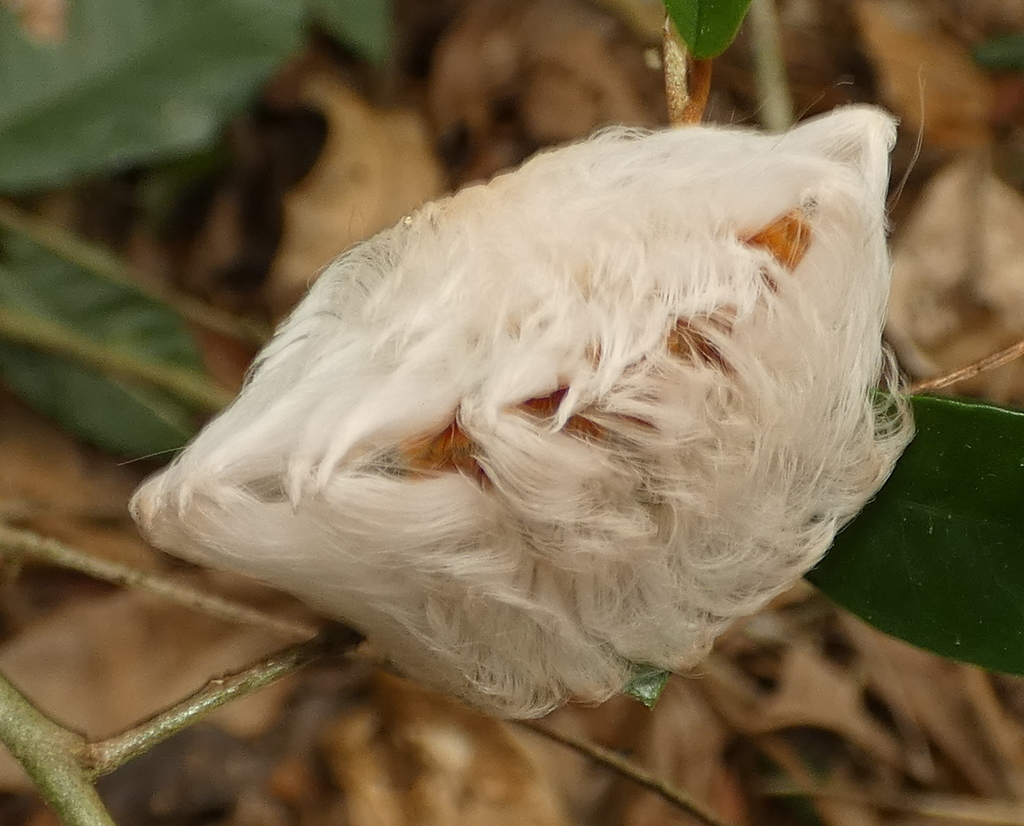 Megalopyge phadima from Zona rural de Paudalho - Pernambuco on February ...