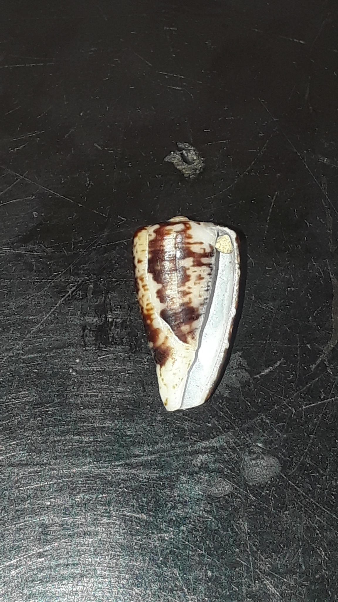 Morum tuberculosum (Reeve, 1842)
