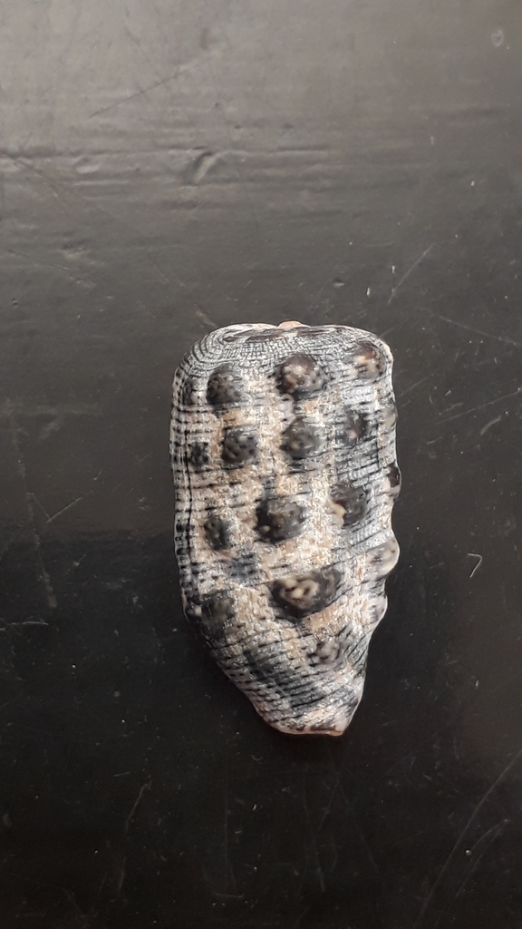 Morum tuberculosum from México on February 7, 2022 at 05:41 PM by ...