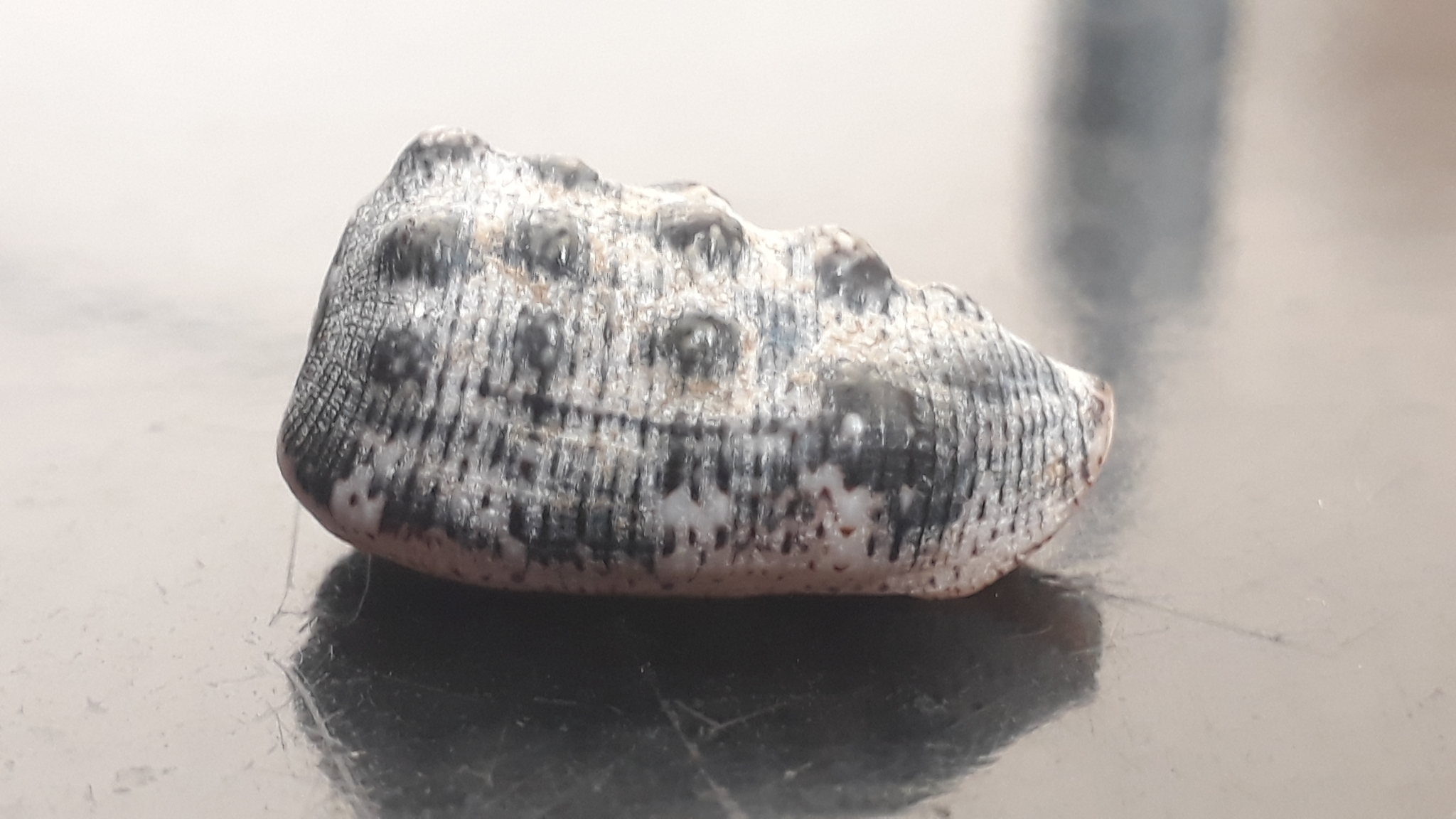 Morum tuberculosum (Reeve, 1842)