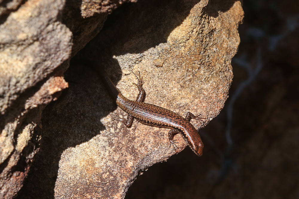Dark Bar-sided Skink from Blackdown QLD 4702, Australia on February 5 ...