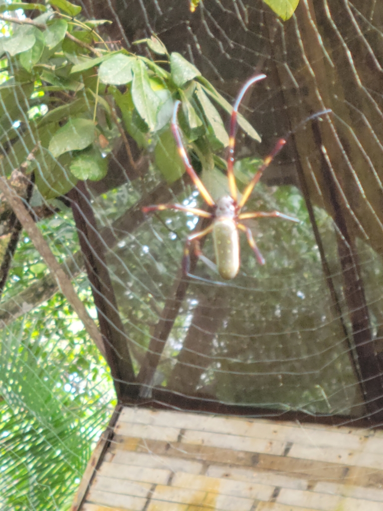 Golden Silk Spider from Buenaventura, Valle del Cauca, Colombia on ...