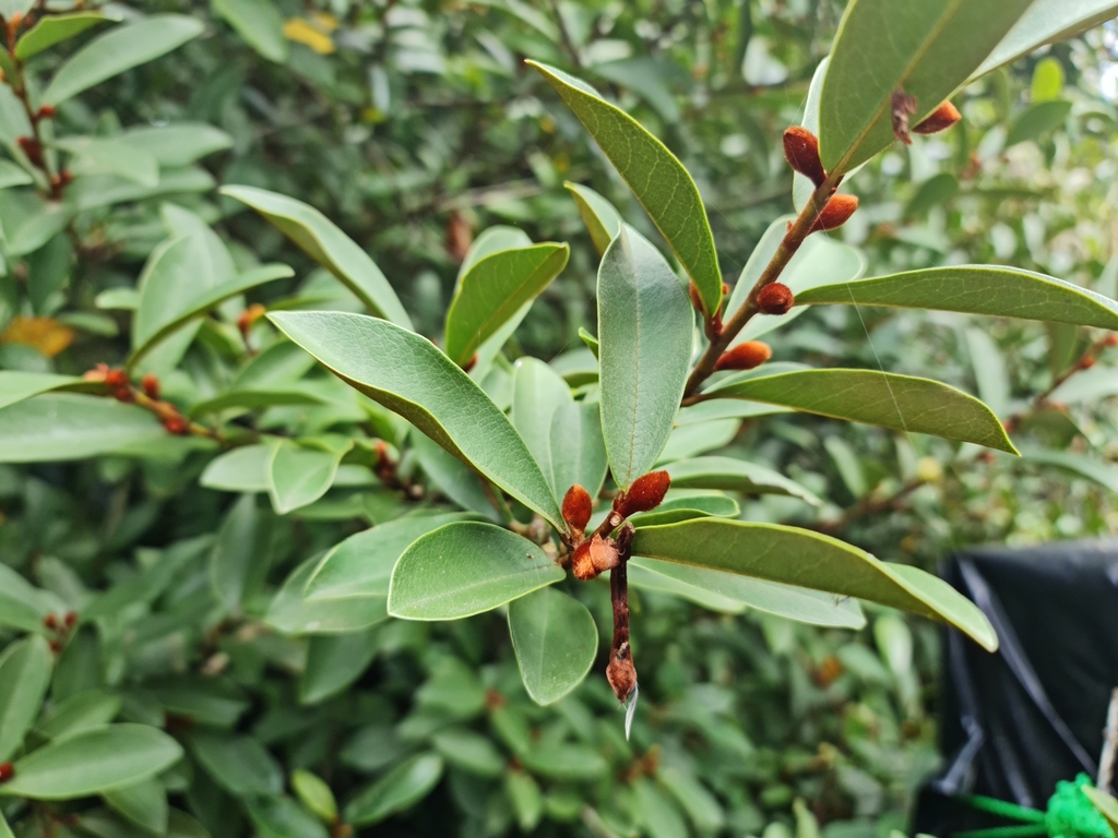 Elaeagnus reflexa from Patea 4520, New Zealand on February 8, 2022 at ...