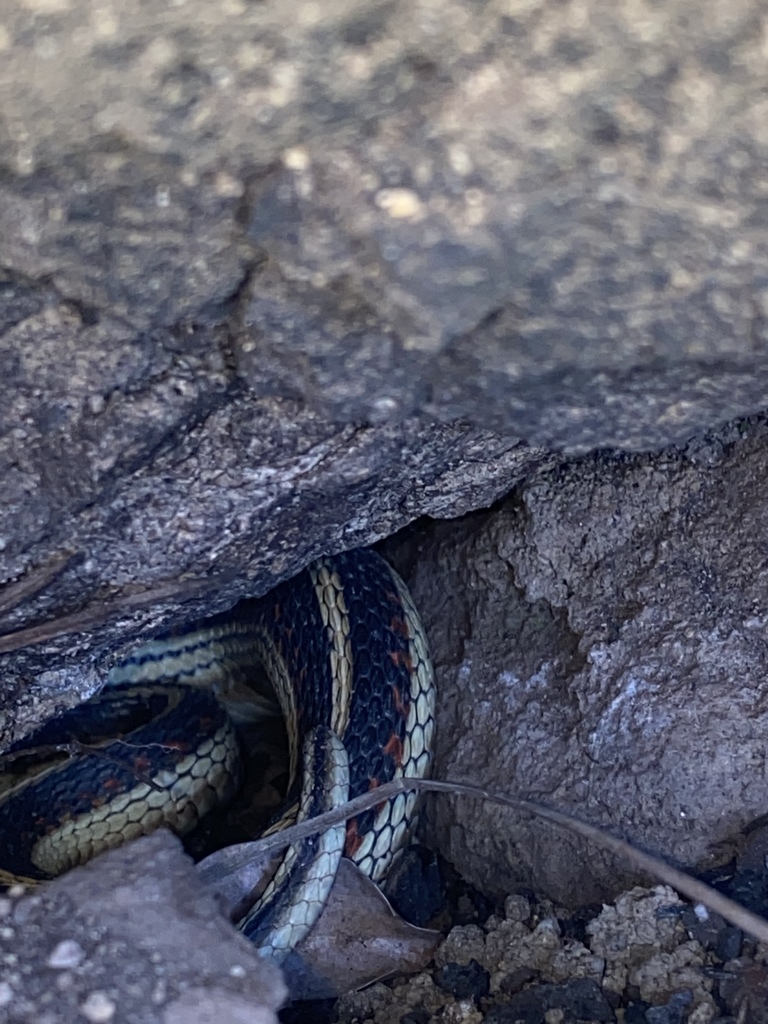 Valley Garter Snake from Ventana Wilderness, King City, CA, US on ...