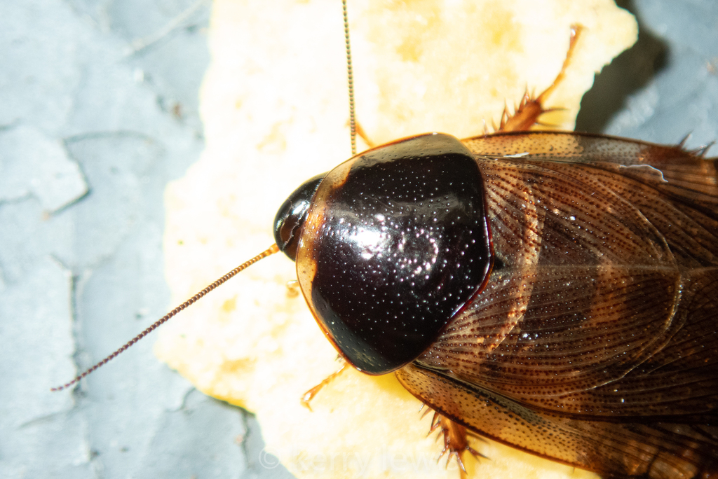 Surinam Cockroach from Bluff View, Cayman Brac, Cayman Islands on June ...