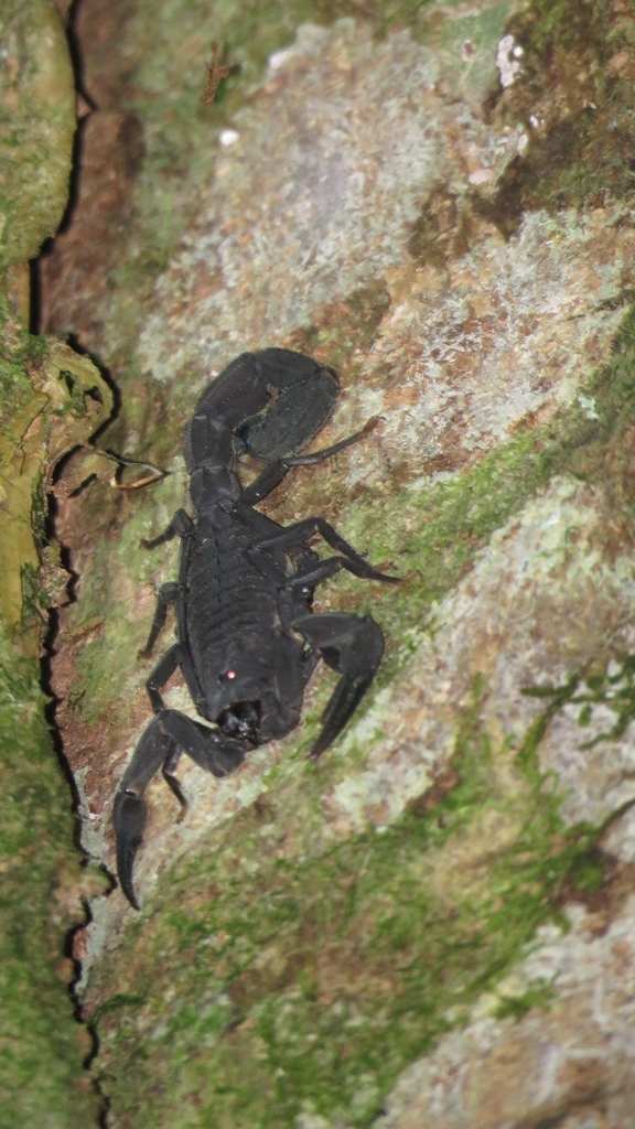 Tityus pachyurus from Macca Bite, Bastimento, Panamá on February 2 ...