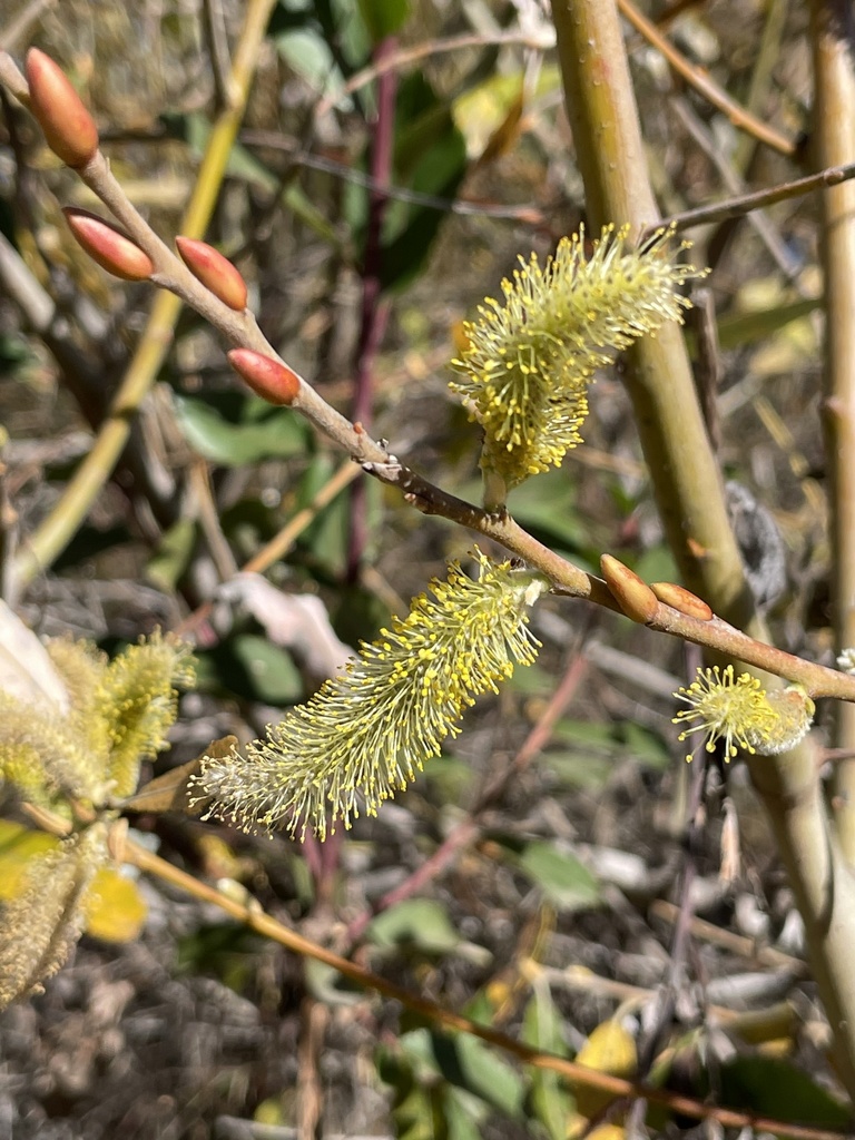 Arroyo Willow from Applewilde Dr, San Marcos, CA, US on February 07 ...