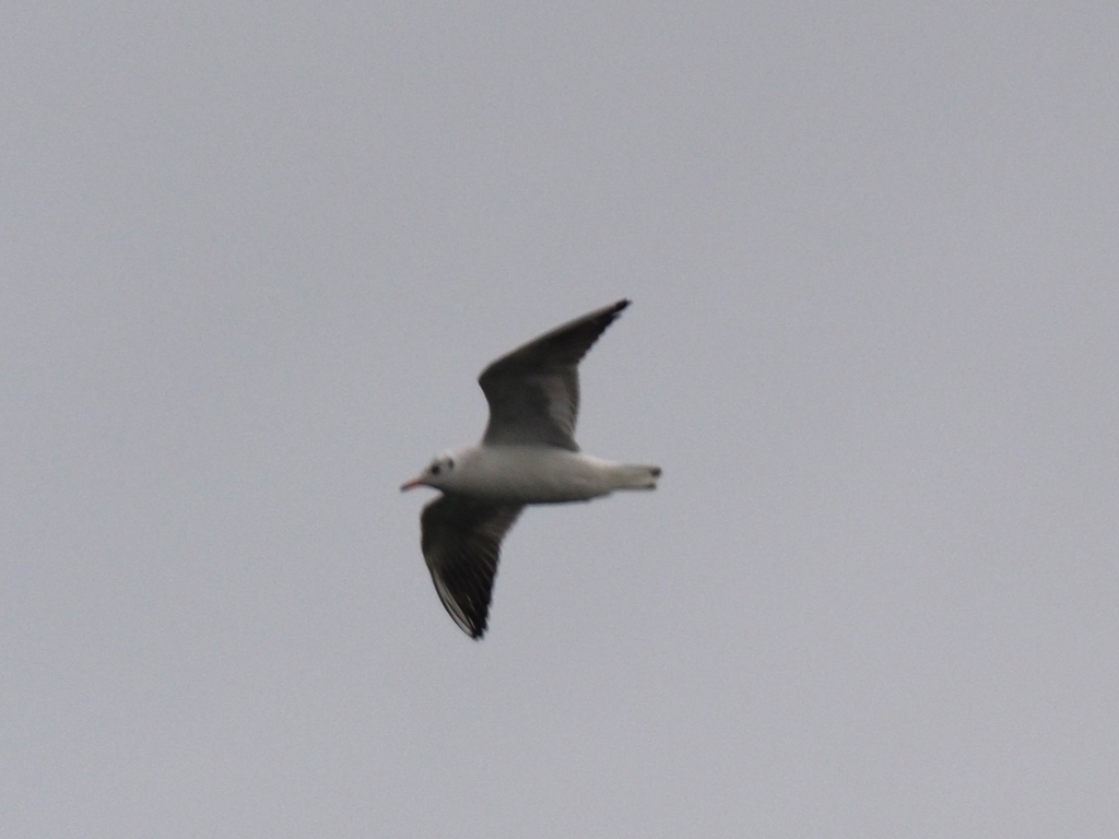 Black-headed Gull from Sewage Ponds on February 02, 2022 at 05:25 PM by ...