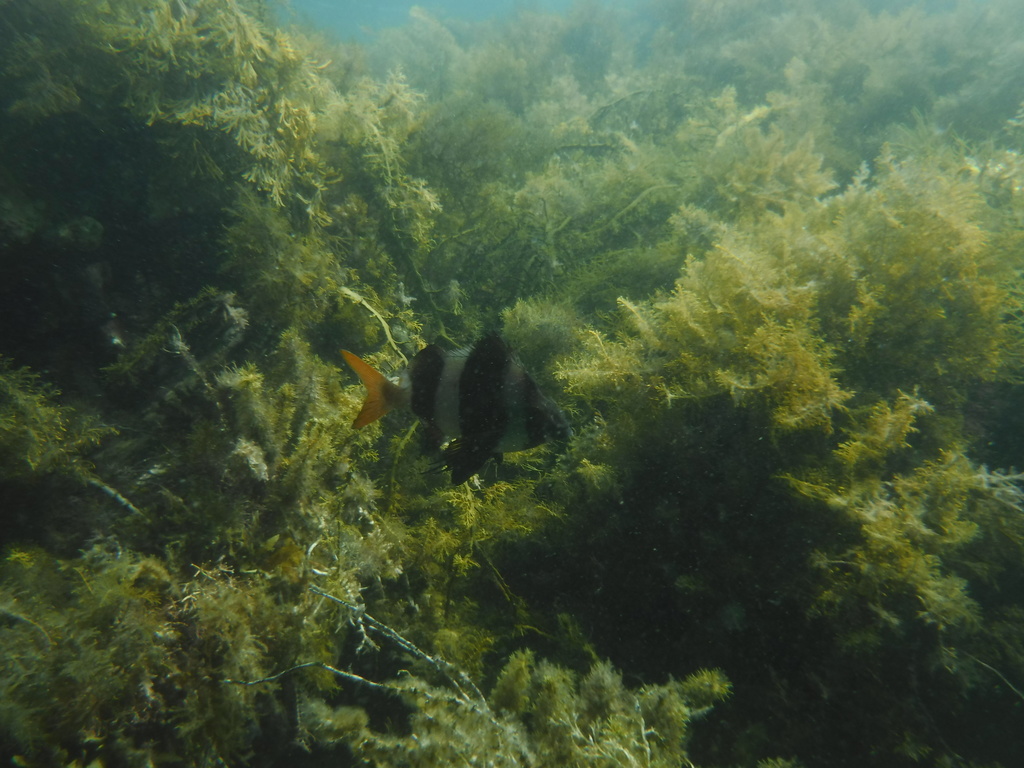 Magpie Perch from Cape Paterson VIC 3995, Australia on February 06 ...