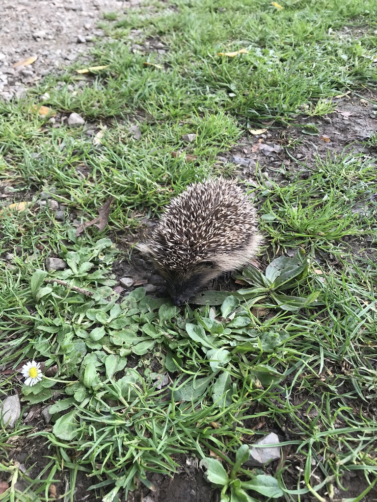 Common Hedgehog from Victoria Park, Cashmere, Canterbury, NZ on ...