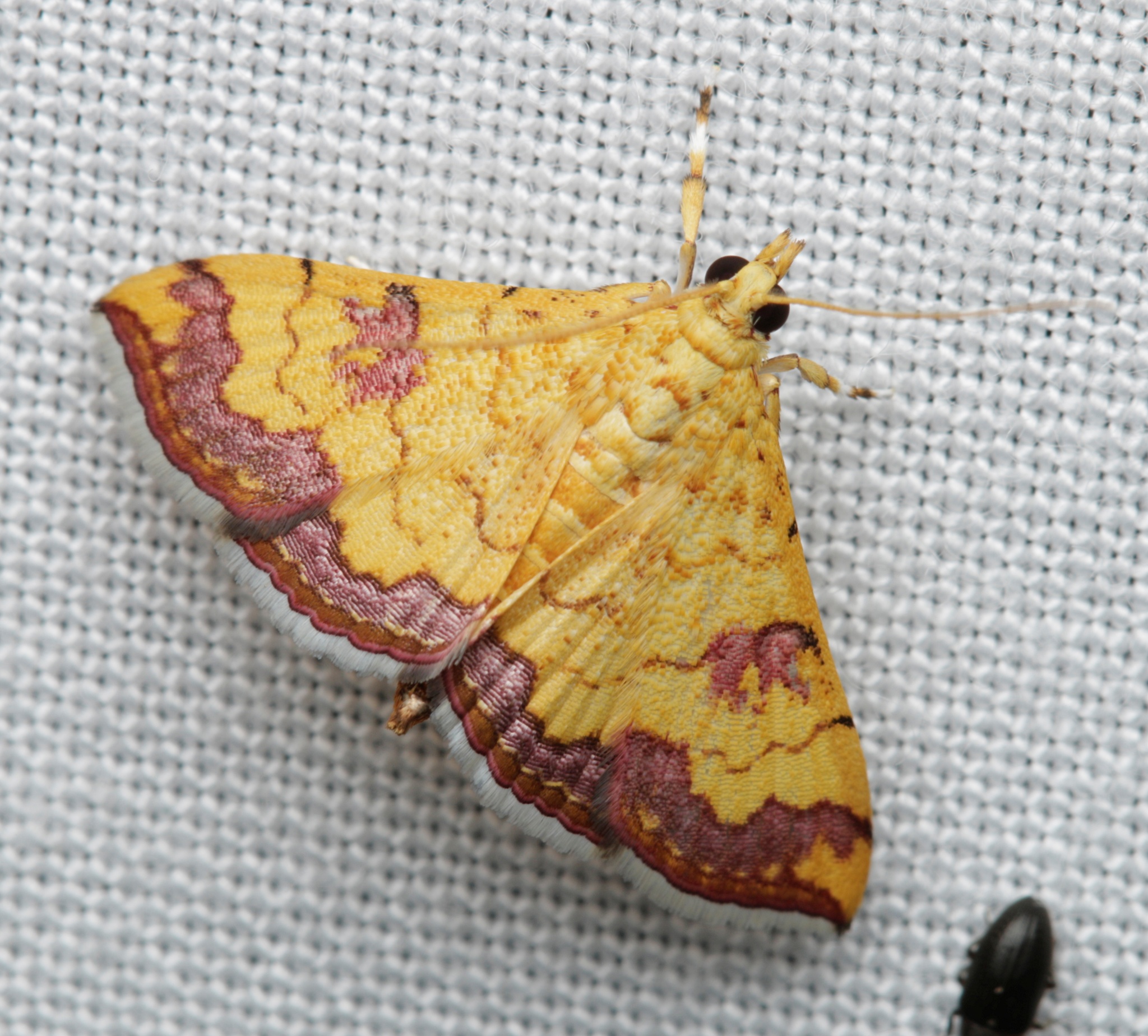 Isocentris filalis Guenée, 1854