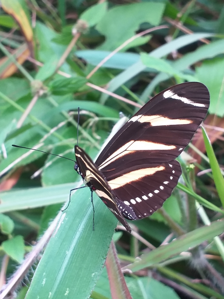 Zebra Longwing from Nocaima on February 7, 2022 at 12:35 PM by Oscar ...