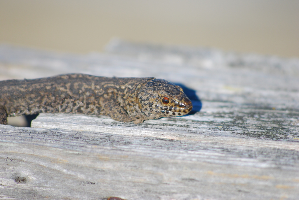 San Clemente Night Lizard in March 2013 by Christian Schwarz. Under a ...