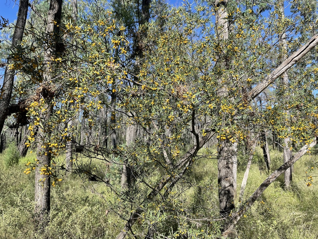 yellow berry bush (Denhamia cunninghamii) - Botanical Realm
