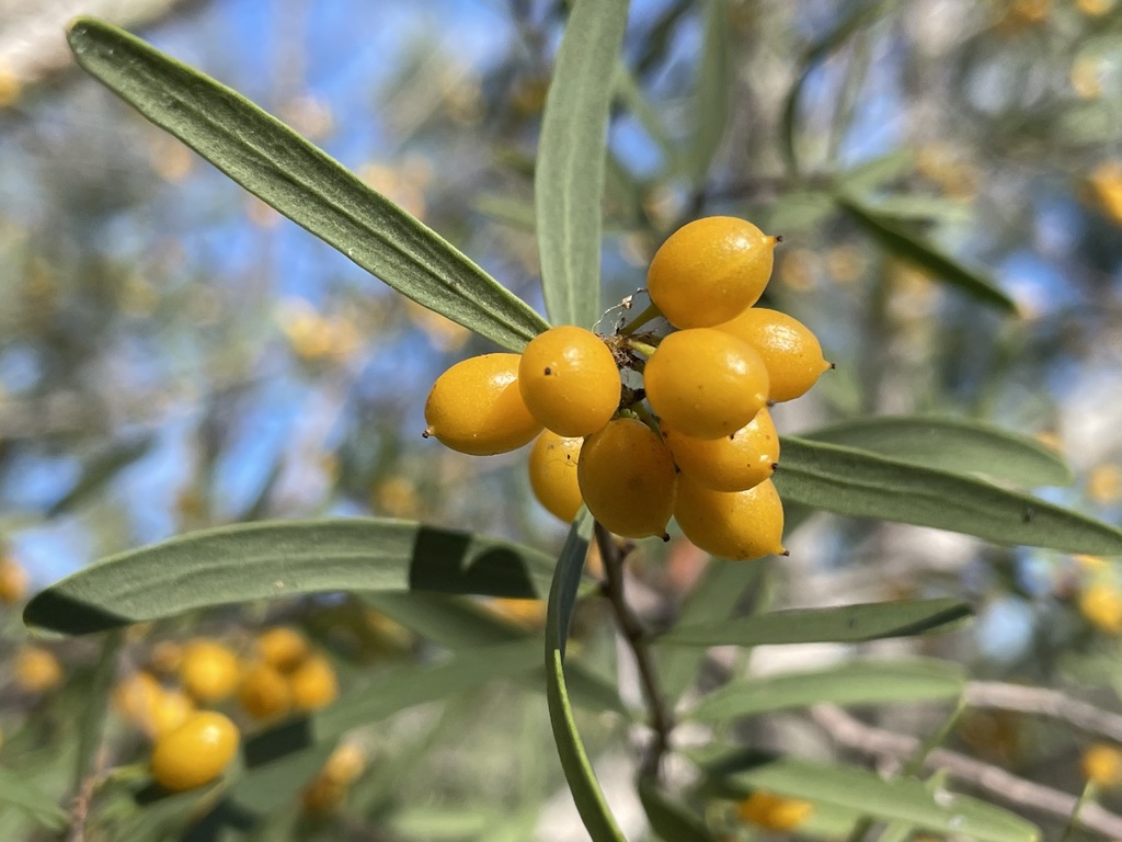 yellow berry bush (Denhamia cunninghamii) - Botanical Realm